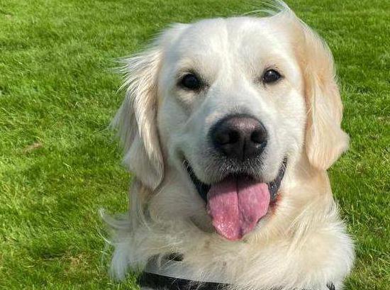 Murph to represent Carlow in national pet competition - Courts - Carlow ...