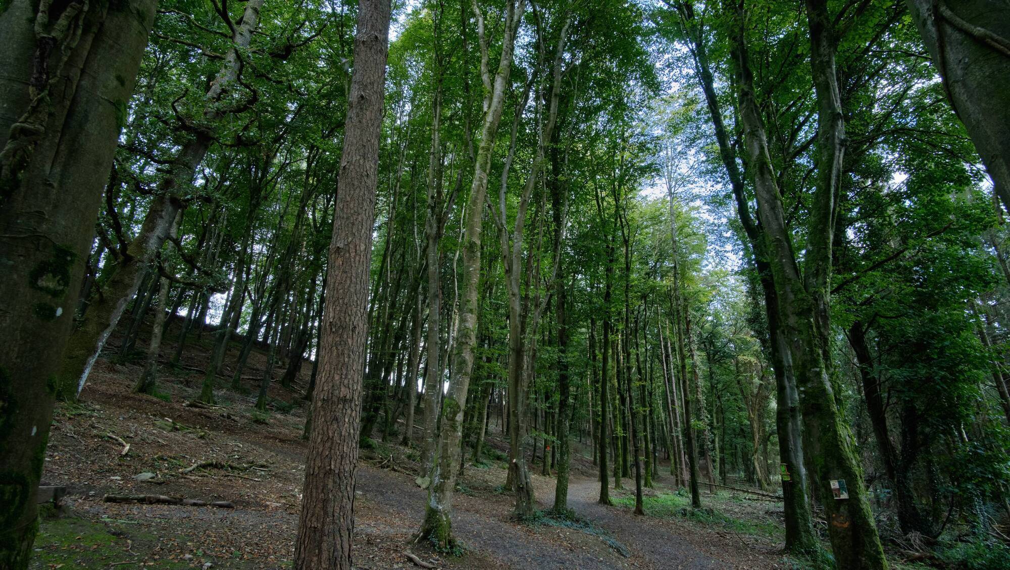 Man accused of indecent act in secluded woods - Courts - Carlow Nationalist