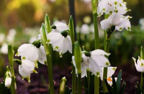 Snowdrop Month awaits for avid gardeners - Whats On - Carlow Nationalist