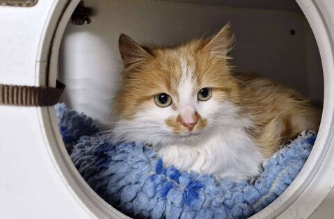 ISPCA issues urgent appeal to find new homes for rescued pets - News ...