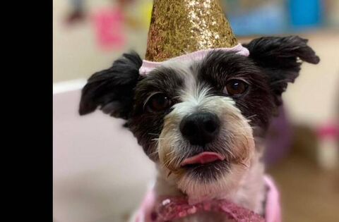 Treat in store as Dotsy makes finals of Nose of Tralee - News - Carlow ...