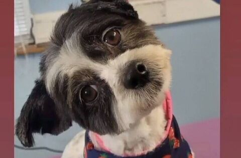 Dotsy charms her way into final 32 of the Nose of Tralee contest - News ...