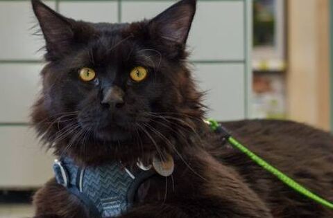 Most cat owners say their feline friends are misunderstood - News ...