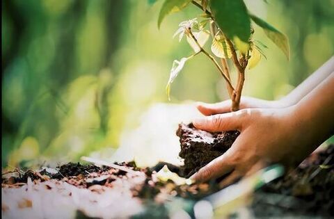 Planting seeds of hope: A spring reflection on faith and renewal ...