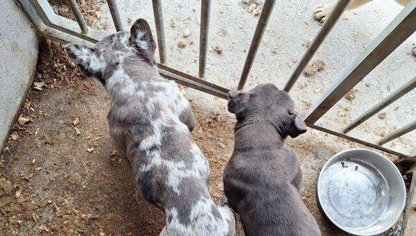 Man pleads guilty in Carlow District Court to 32 counts of dog cruelty ...