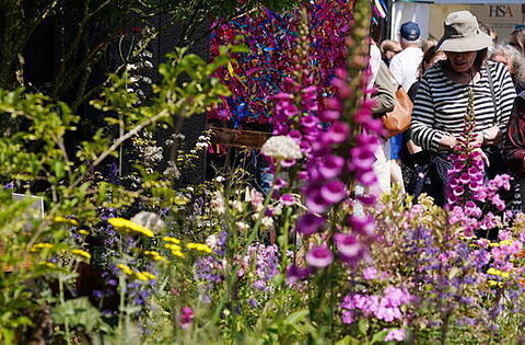 What's on and who is at Bloom this year? - National News - Carlow ...